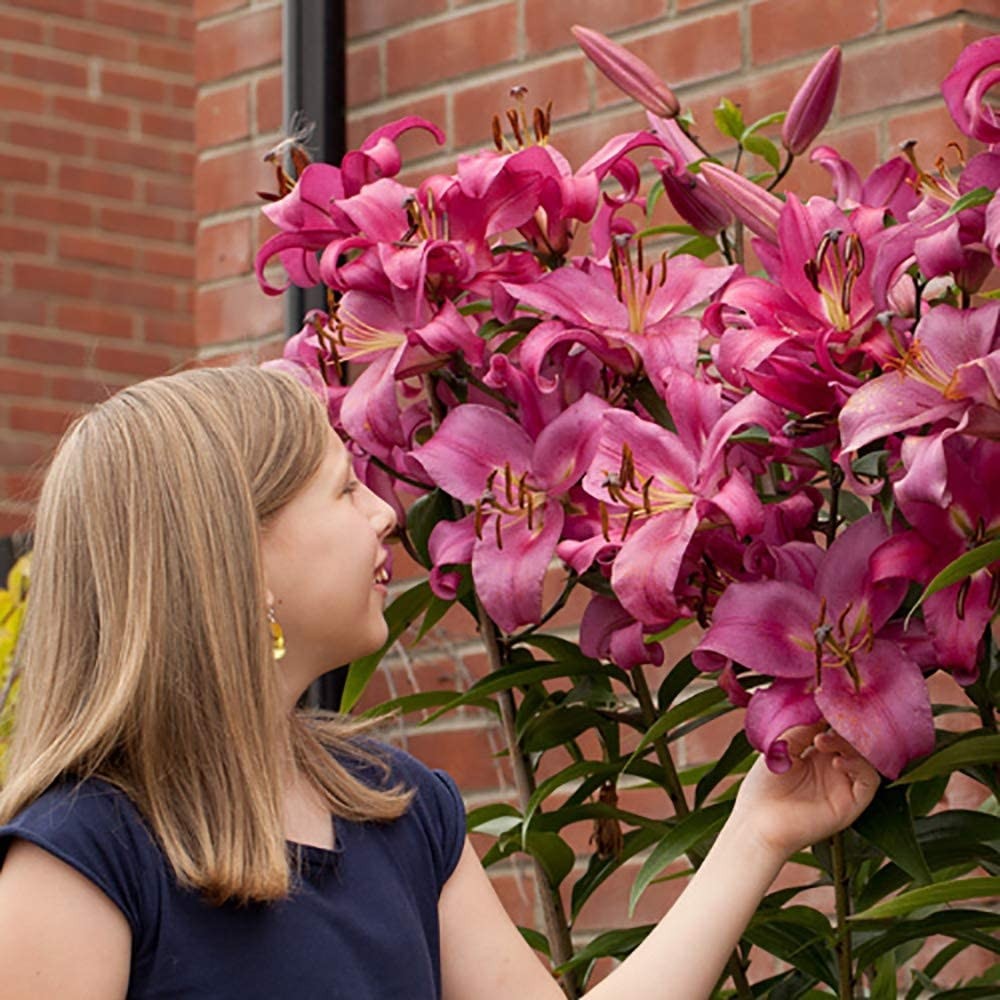 Giant Skyscraper Towering Tree like Oriental Lily - Lilium 'Robina ...