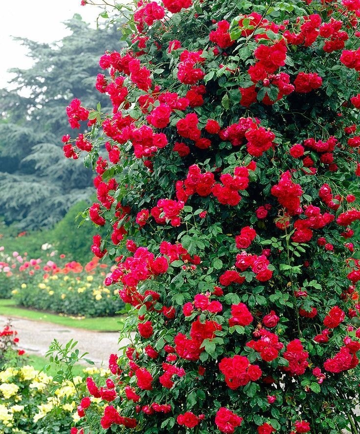 Large 6-7ft Climbing Rose Paul's Scarlet