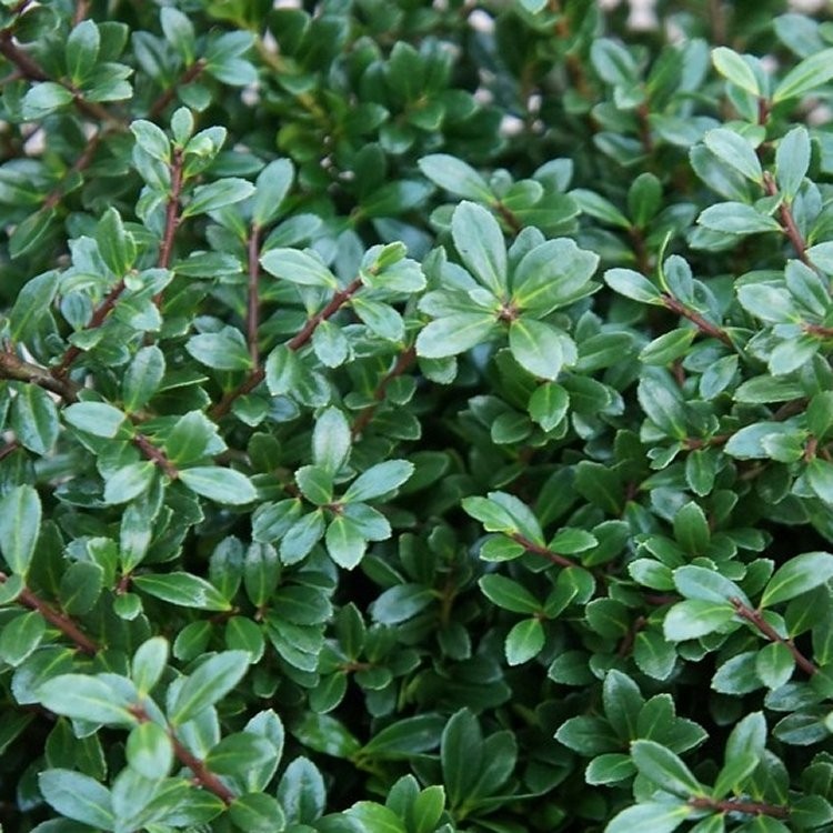 Ilex crenata - Dark Green Box leaved Japanese Holly - LARGE Bush