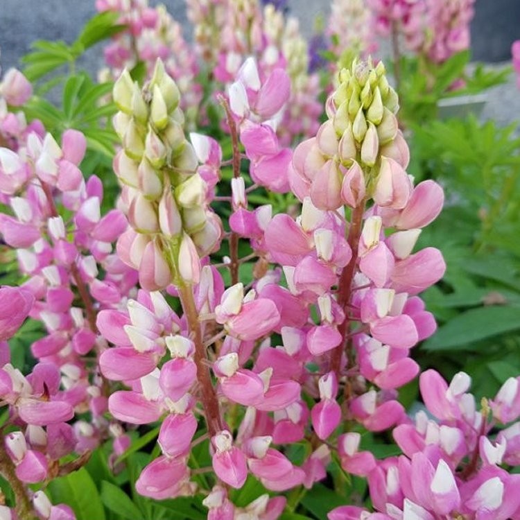 Lupinus Gallery Rose - Pink Lupin