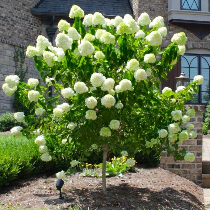 Hydrangea Limelight - 100-120cm Lollipop Standard Tree