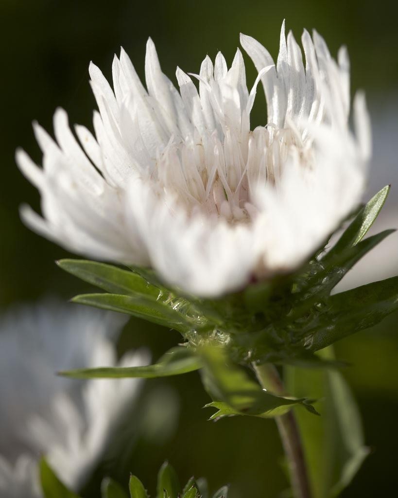 Stokesia laevis 'Alba' - White Star Stokes Aster