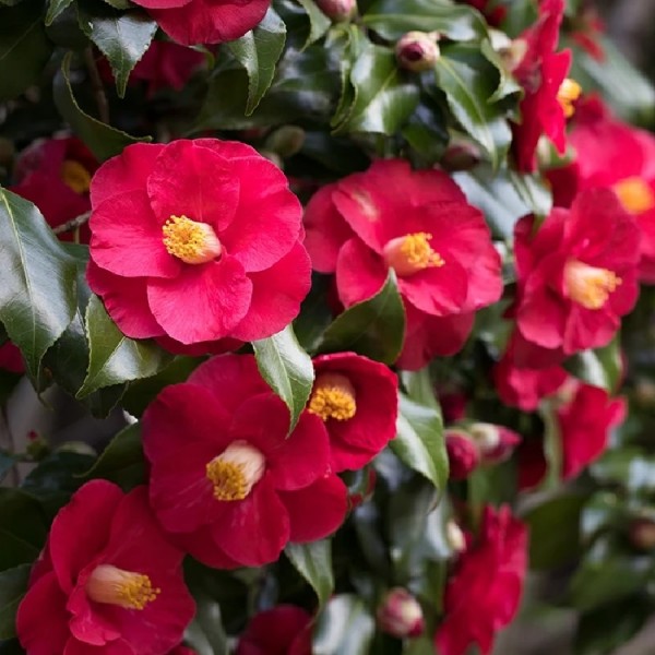 Buy Camellia plants | Camellia shrubs online for UK delivery