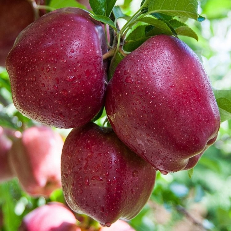 Dwarf Patio PILLAR Fruit Trees Mini Orchard Collection - 6 Different Trees