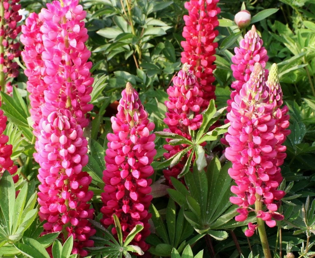 Lupinus Gallery Rose - Pink Lupin