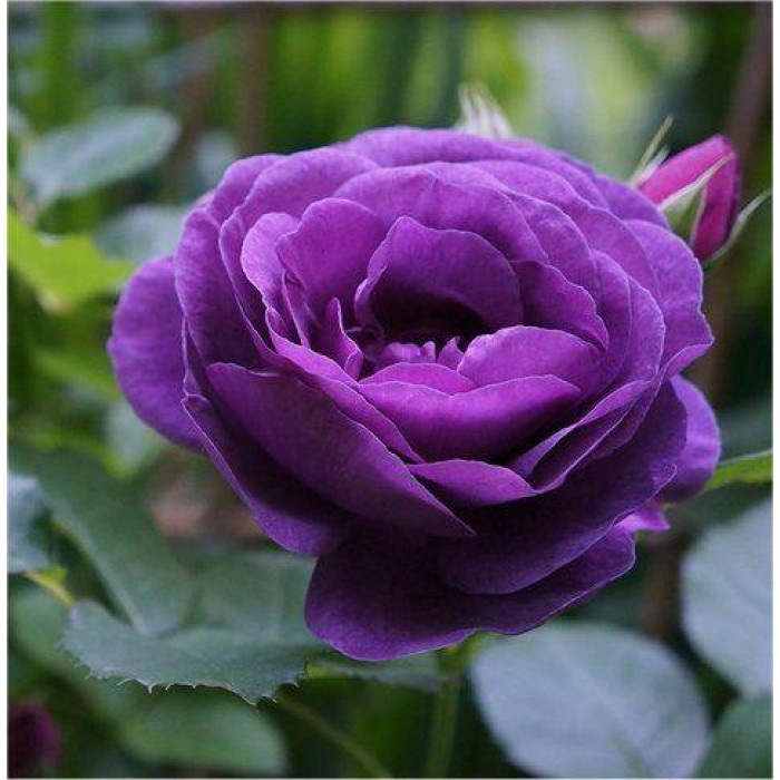 Rose Minerva - Floribunda Rose