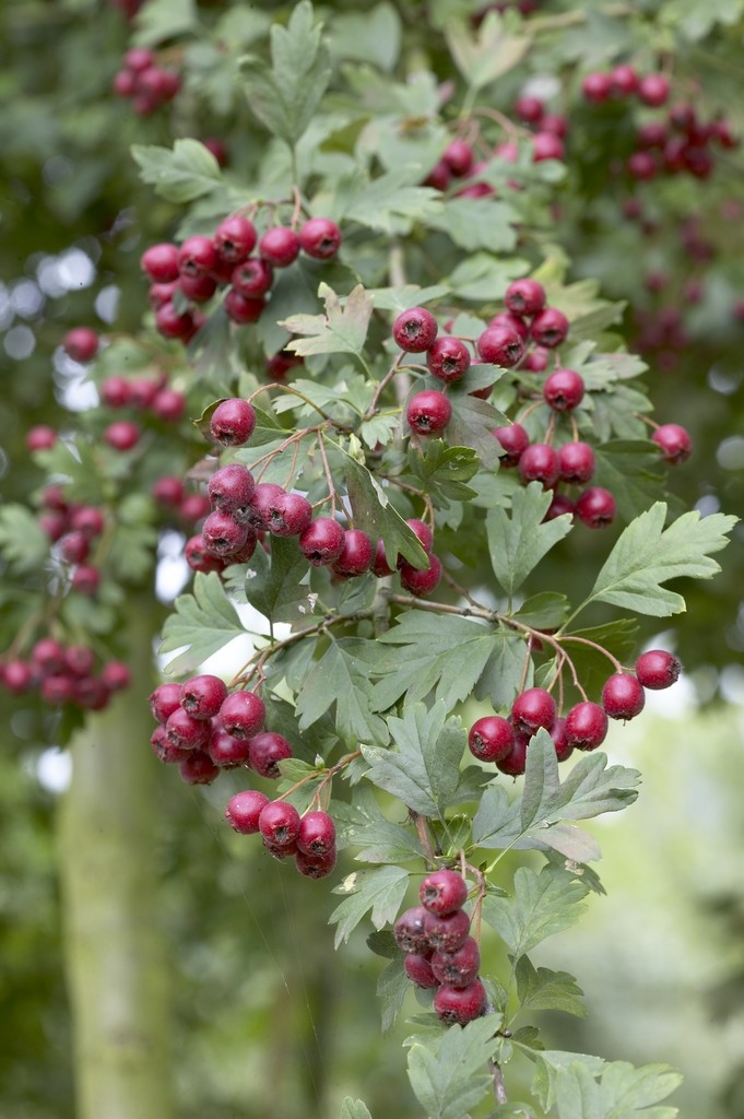 Crataegus laevigata 'Paul's Scarlet' - Double Rose-Pink Hawthorn
