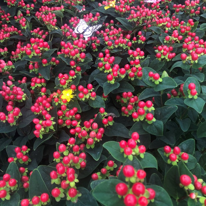 Hypericum Miracle Red