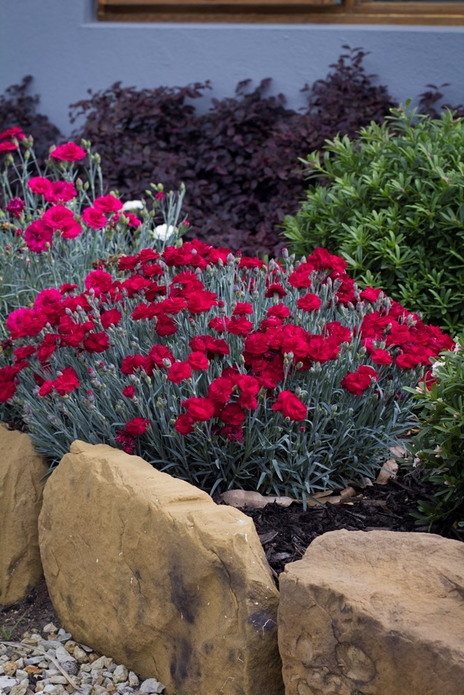 Dianthus Rebekah - Sumptuous Crimson Cherry Red Flowers - In Bud & Bloom
