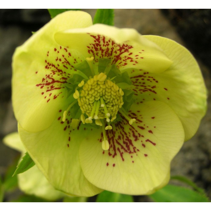 Helleborus orientalis Yellow Speckled - Hellebore