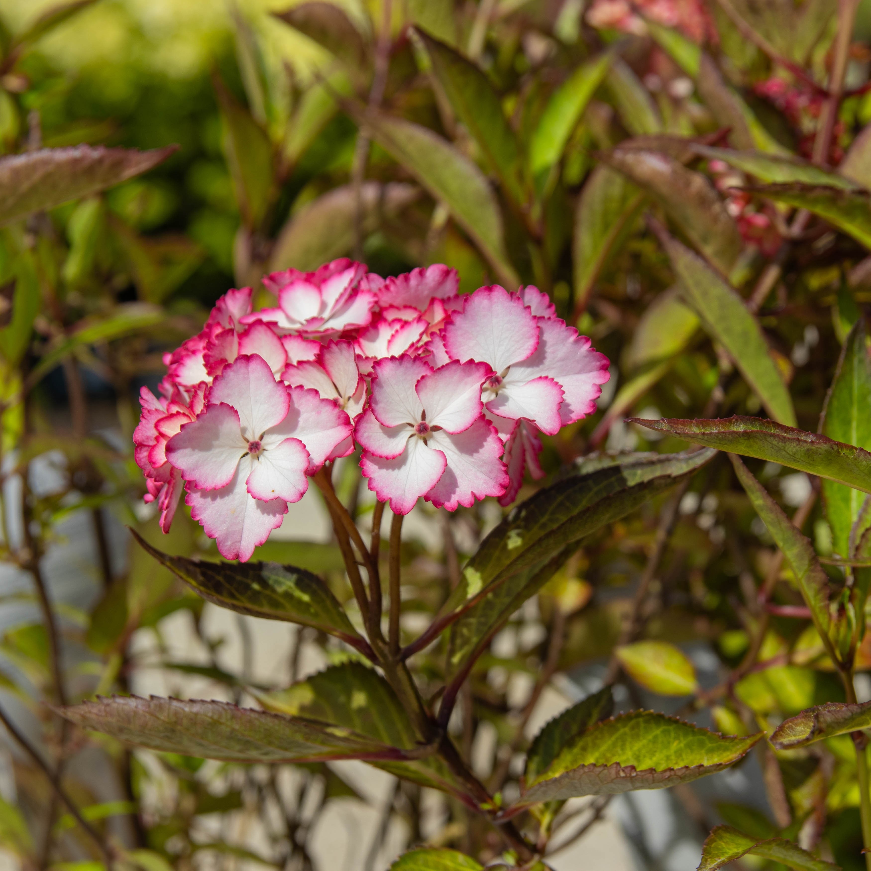Hydrangea paniculata Carousel