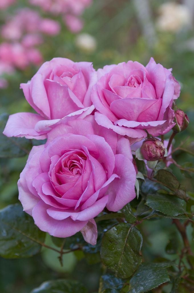 Rose Mum in a Million - Hybrid Tea Rose