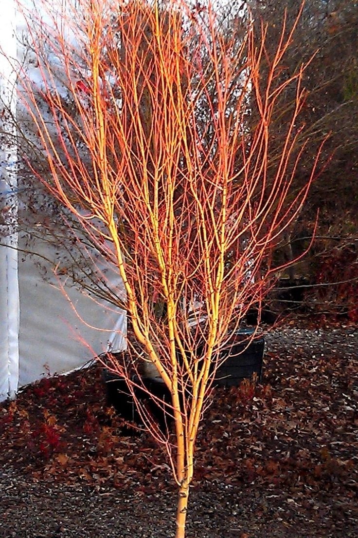SPECIAL DEAL - Acer palmatum Bihou - Bi Ho Golden Coral Bark Japanese ...