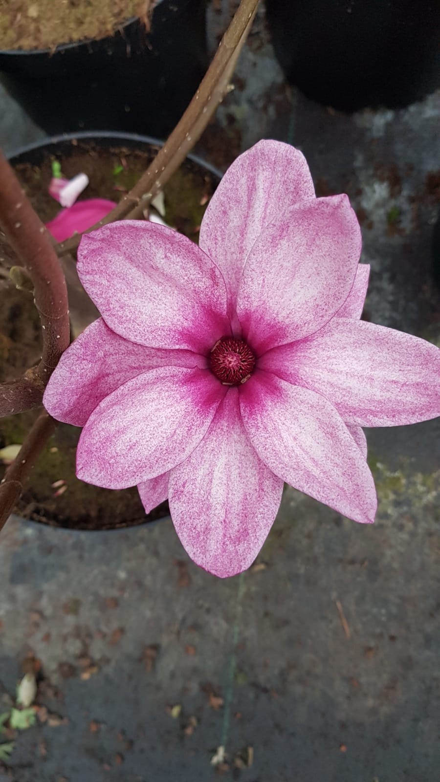 Magnolia Starburst - LARGE