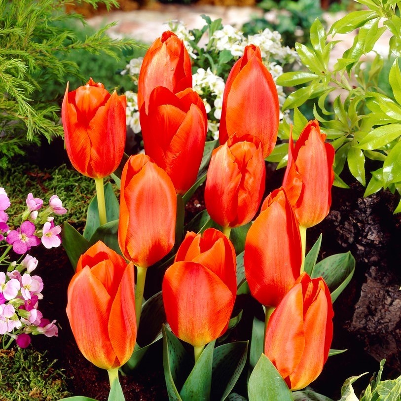Tulip Oriental Beauty - Pack of 75