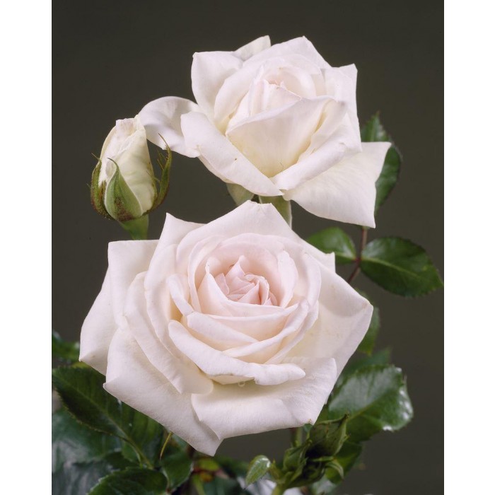 Rose Swan Lake - Climbing Rose