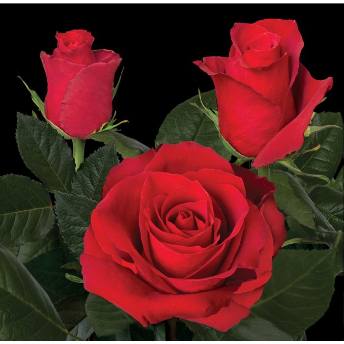 Large Standard Rose Tree 'Dallas' - circa 150cms tall