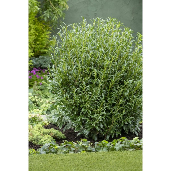 Evergreen Laurel Hedging