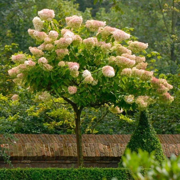 Hydrangea Vanilla Fraise - Lollipop Standard Tree - 100-120cm tall