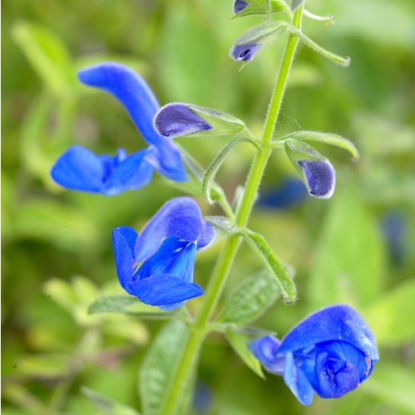 Salvia plants for sale | Buy Salvia perennials online UK