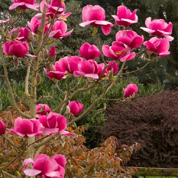 Page 2 | Buy Magnolia plants online | Magnolia trees for sale UK
