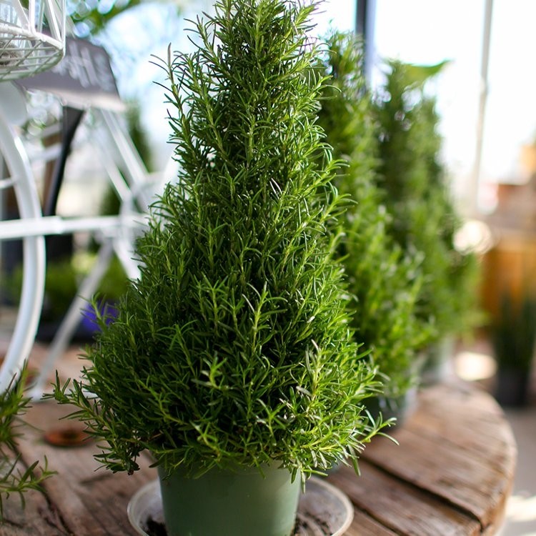 Rosemary Pyramid - Fragrant Rosmarinus officinalis