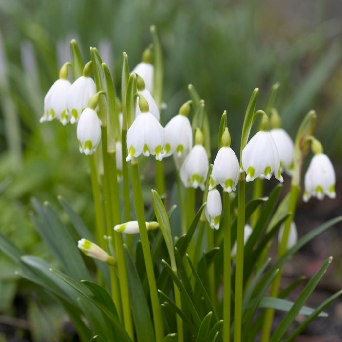 Leucojum Vernum - Snowbells or Summer Snowflakes - Pack of FIVE Bulbs