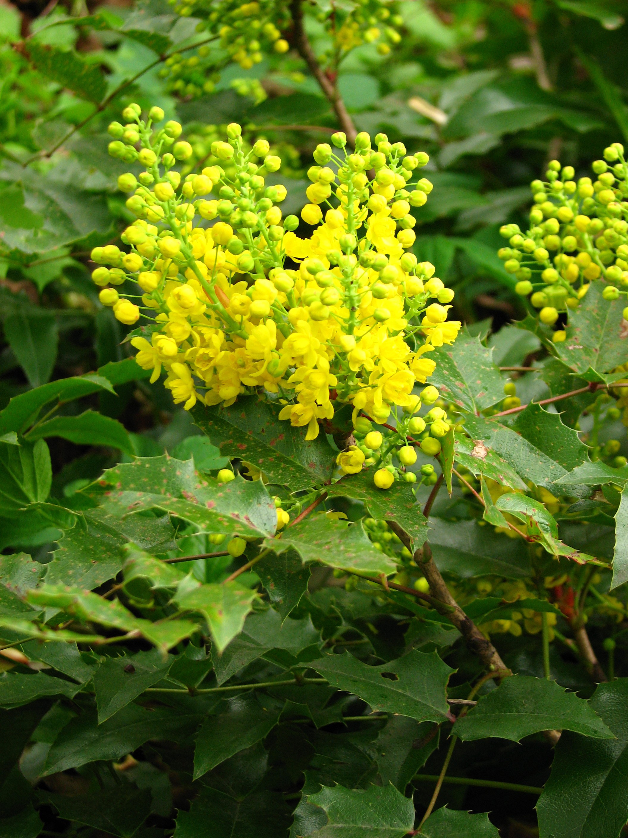 Mahonia aquifolium Apollo