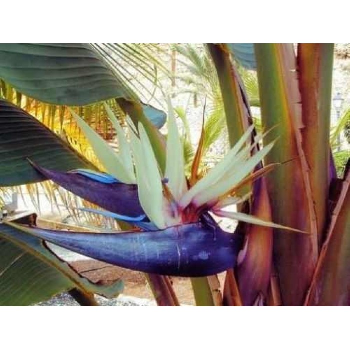 RARE - Strelitzia nicolai - White Bird of Paradise Plant circa 80 ...