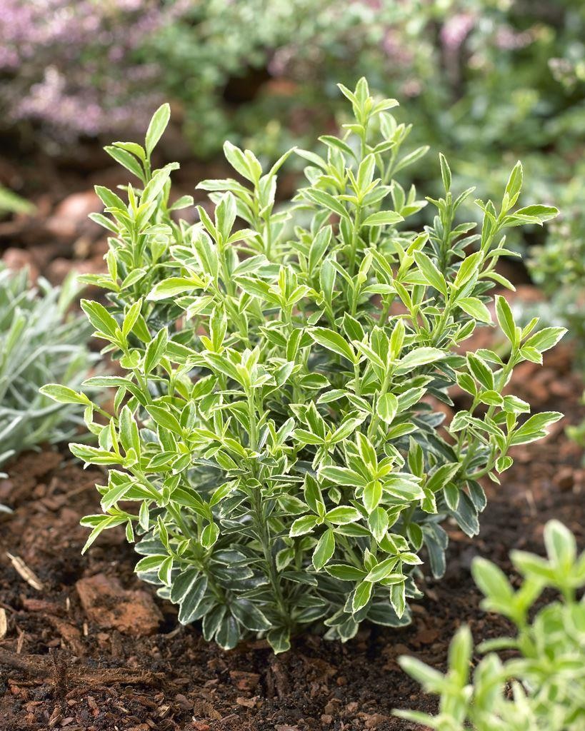 Euonymus Japonicus Microphyllus Variegatus