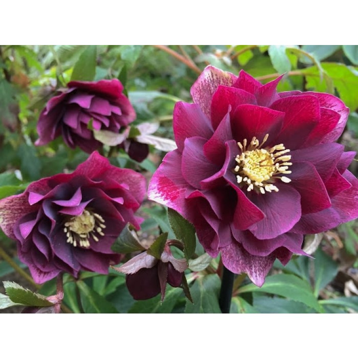 Helleborus x hybridus 'Double Ellen Red' - Oriental Hellebore