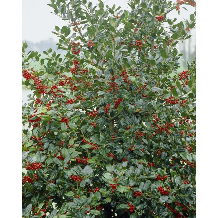 Ilex J C Van Tol - Self-Fertile Female English Holly