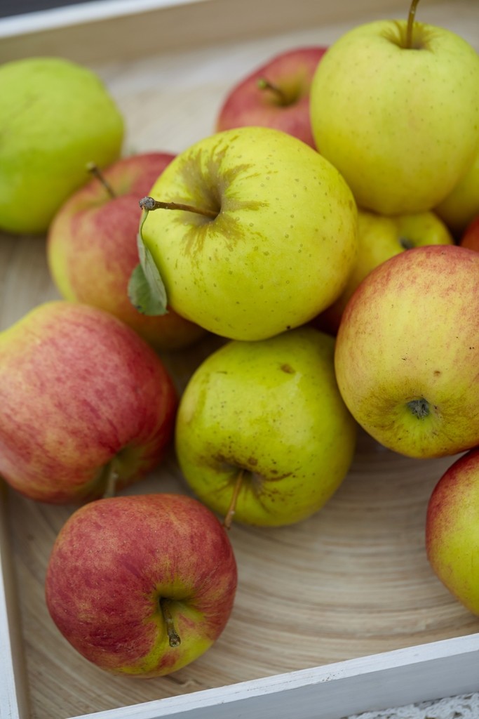 Apple Tree - Duo Tree - Golden Delicious and Gala Apple - Large ...