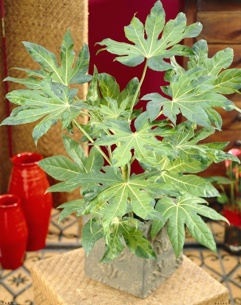 Fatsia japonica Annelise - Golden variegated 'Murakumo Nishiki ...