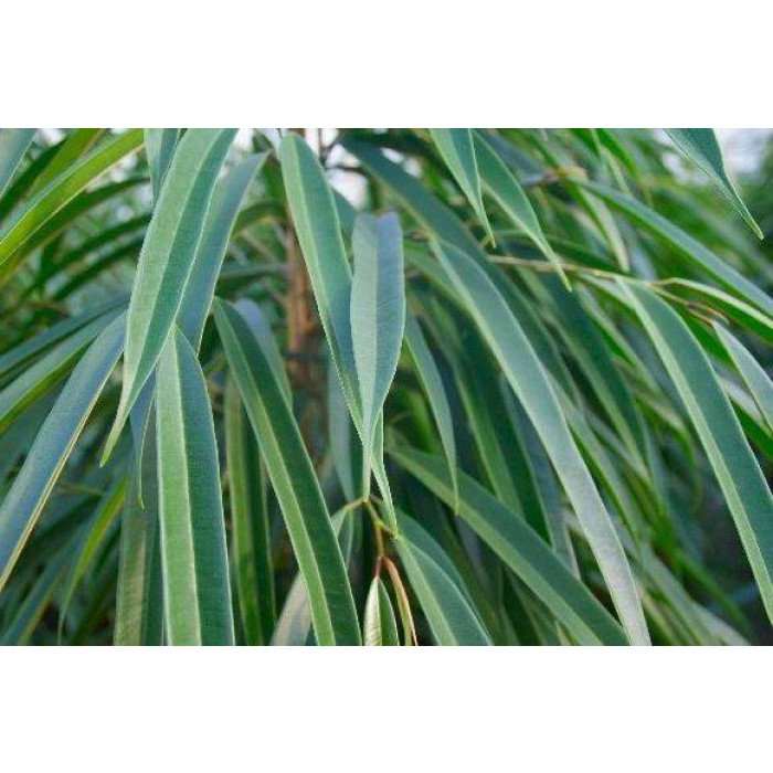 Ficus Alli - Weeping Fig - House Plant