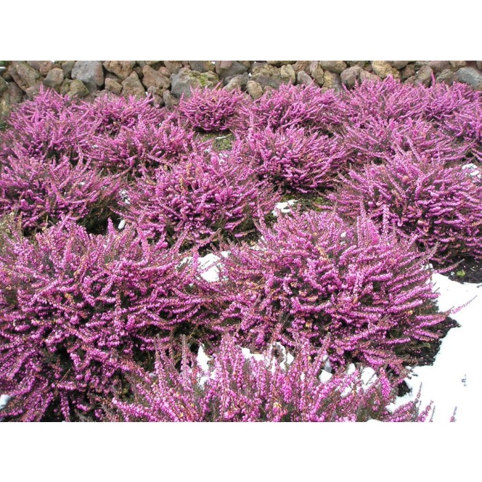 Erica 'Kramer's Red' - Deep Pink-Red Winter Flowering Heather
