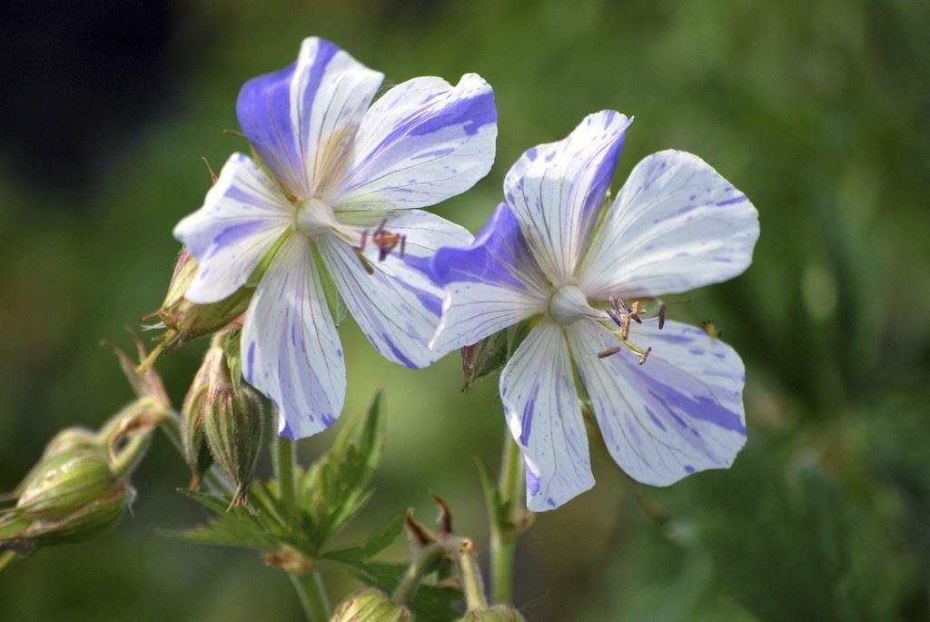 Geranium pratense Splish Splash - Cranesbill