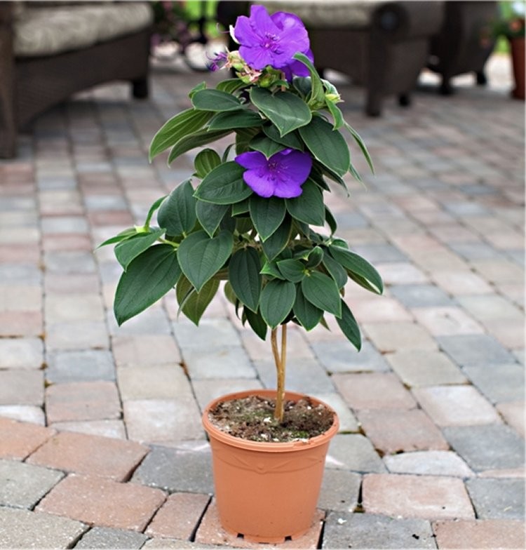 Tibouchina urvilleana - Princess Flower Patio Tree