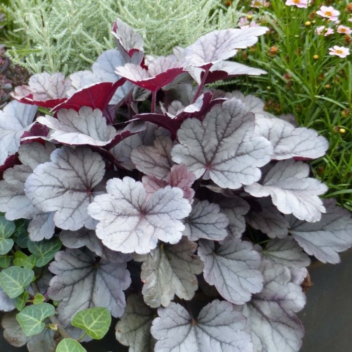 Heuchera Silver Gumdrop