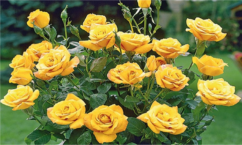 Pair of Mini Standard YELLOW Flowering Garden Rose Trees