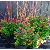 Leucothoe axillaris Curly Red - Unique Twisted Evergreen Foliage