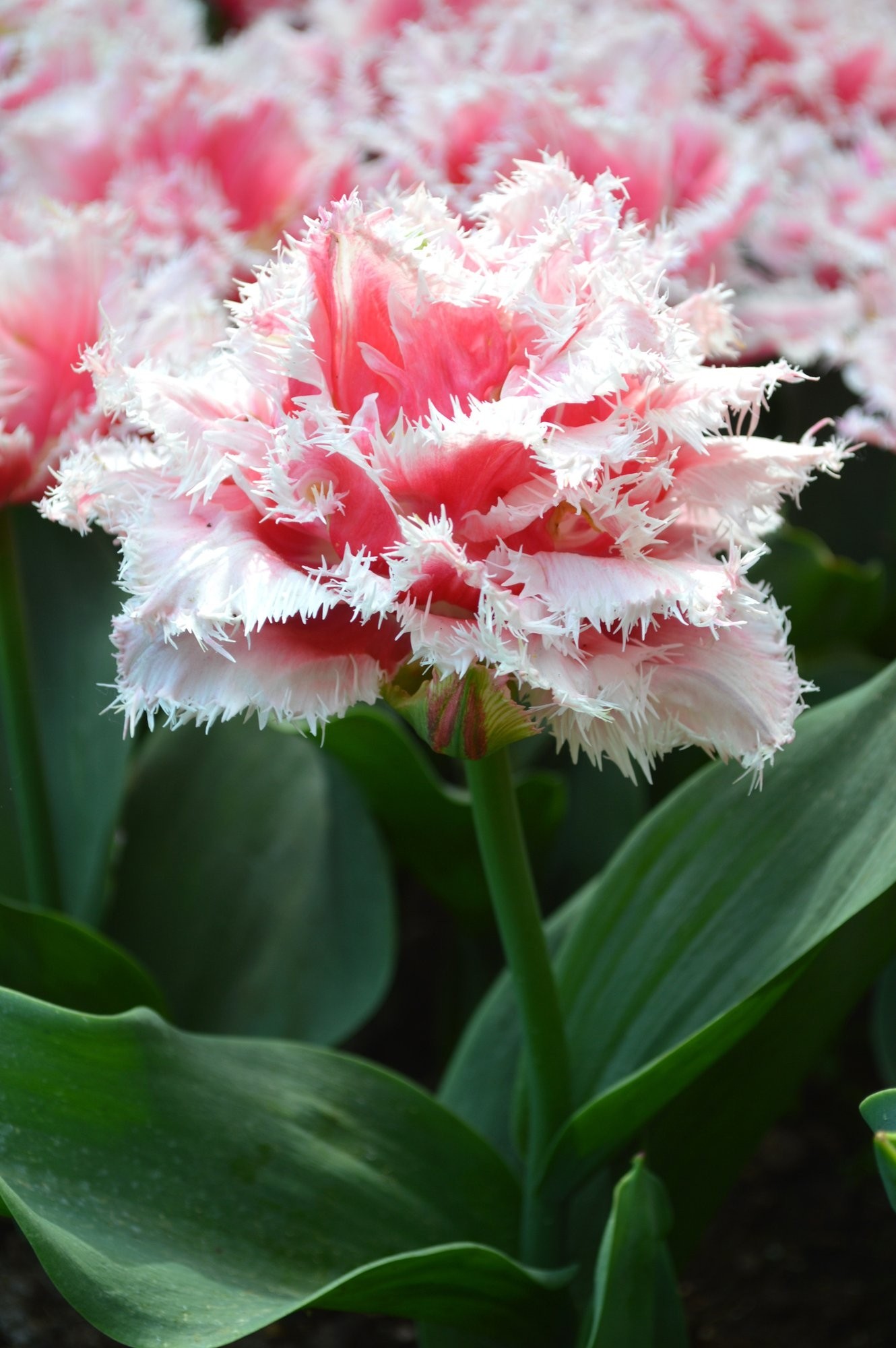 Tulip 'Queensland' - Double Fringed Tulips - Pack of 6 Bulbs