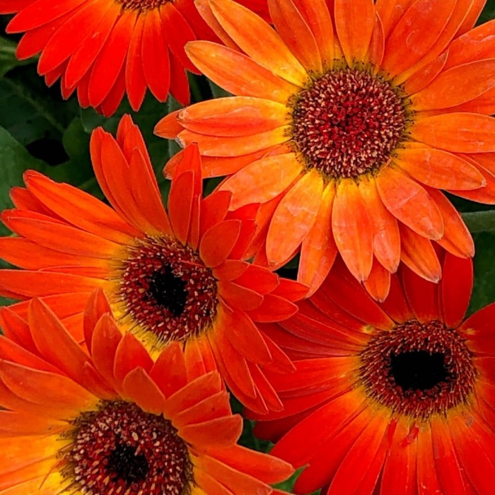 Orange Gerbera Garvinea Sunset - Beautiful Hardy Gerbera with Giant ...