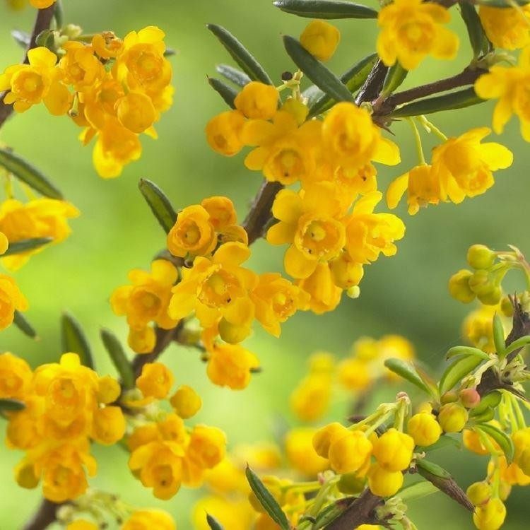 Berberis Stenophylla - Golden Blooming Barberry