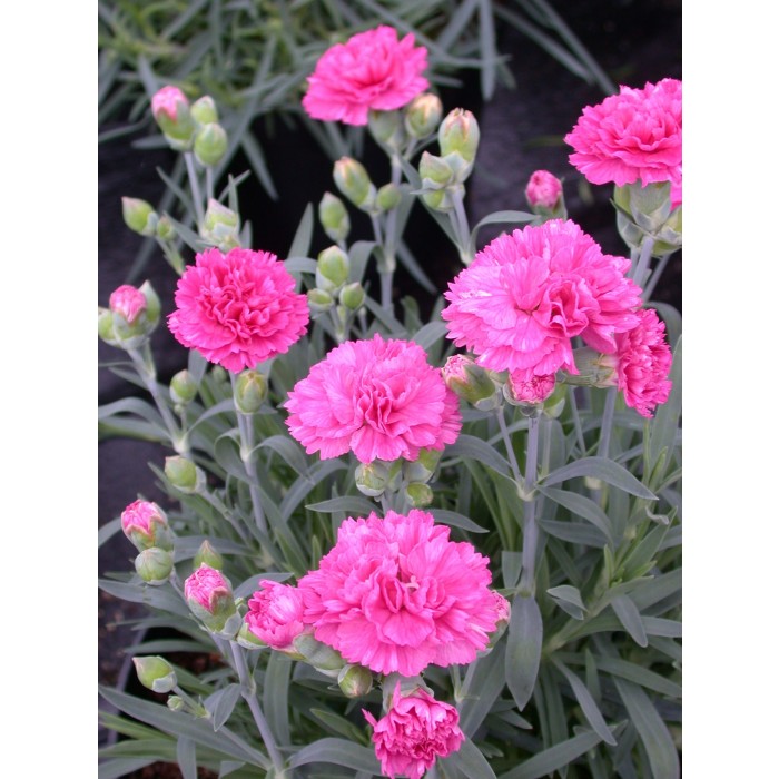 Dianthus 'Early Bird' Sherbet - Cottage Garden Pink in Bud & Bloom