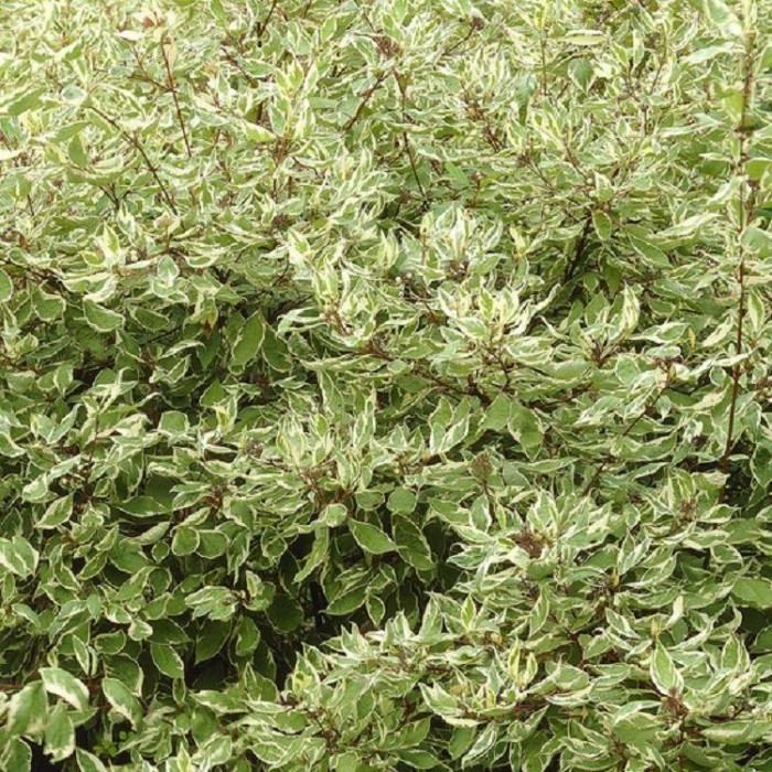 Cornus alba Sibirica Varigata (Elegantissima)