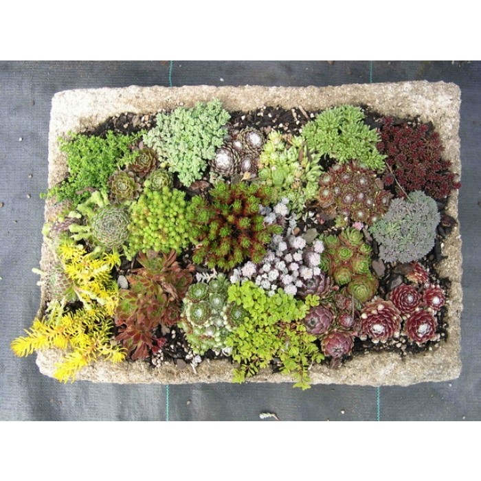 Hardy Succulent Sedum Collection - Pack of FIVE Evergreen Hardy Plants ...