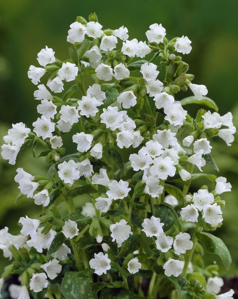 Pulmonaria Sissinghurst White - Lungwort
