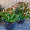 Primula Gold Lace - Gold Laced Polyanthus - Pack of THREE Plants