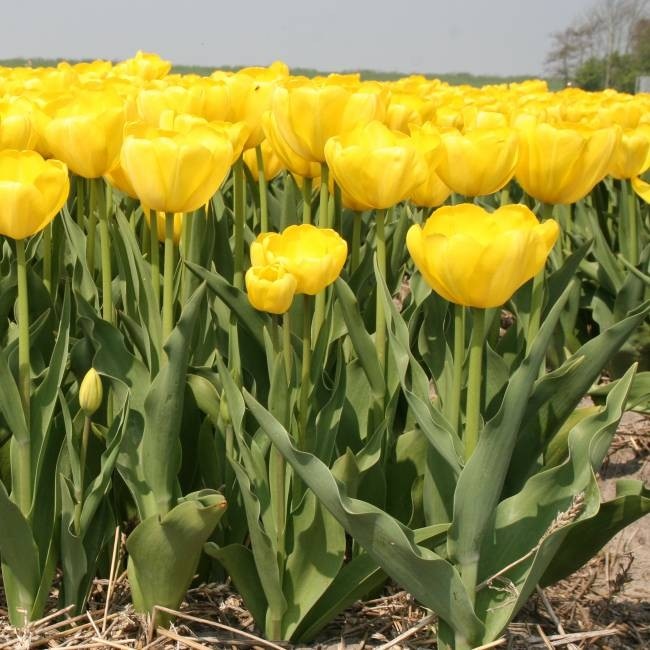 Tulip 'Yellow Angel' - Pack of 12 Bulbs